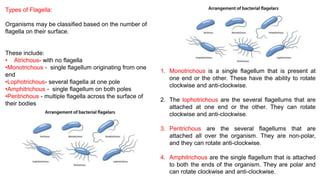 Flagella Fallopian Tubes