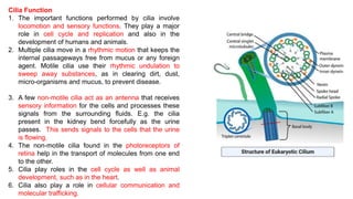Flagella Function