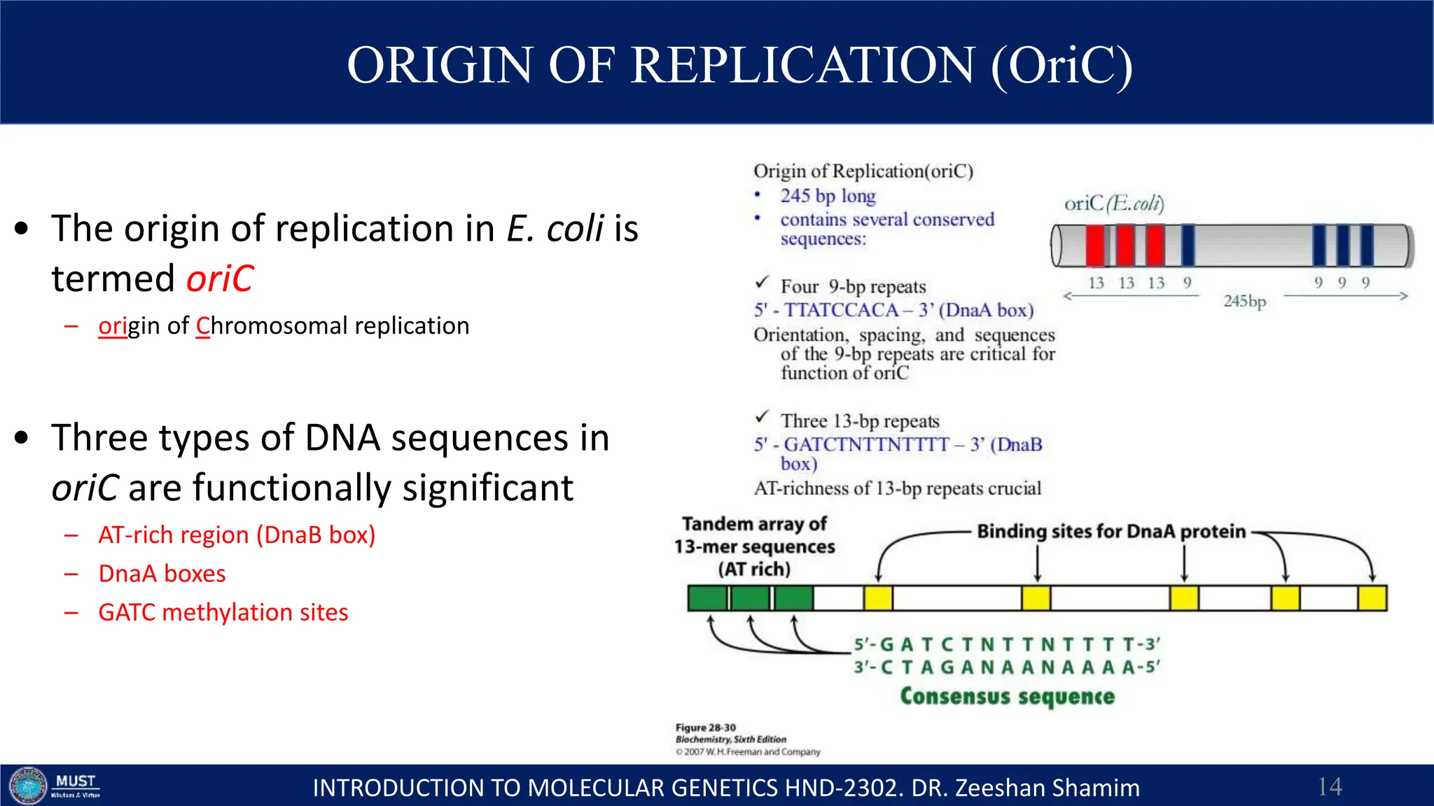 LECTURE DNA replication and Polymerases-1.pptx