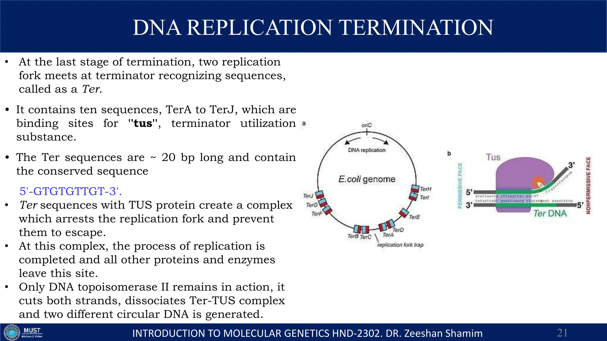 LECTURE DNA replication and Polymerases-1.pptx