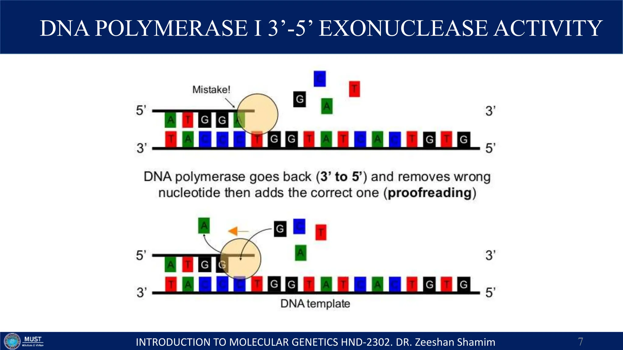 LECTURE DNA replication and Polymerases-1.pptx