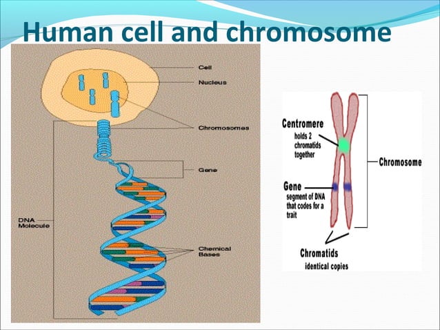 Lecture Down Syndrome Ppt