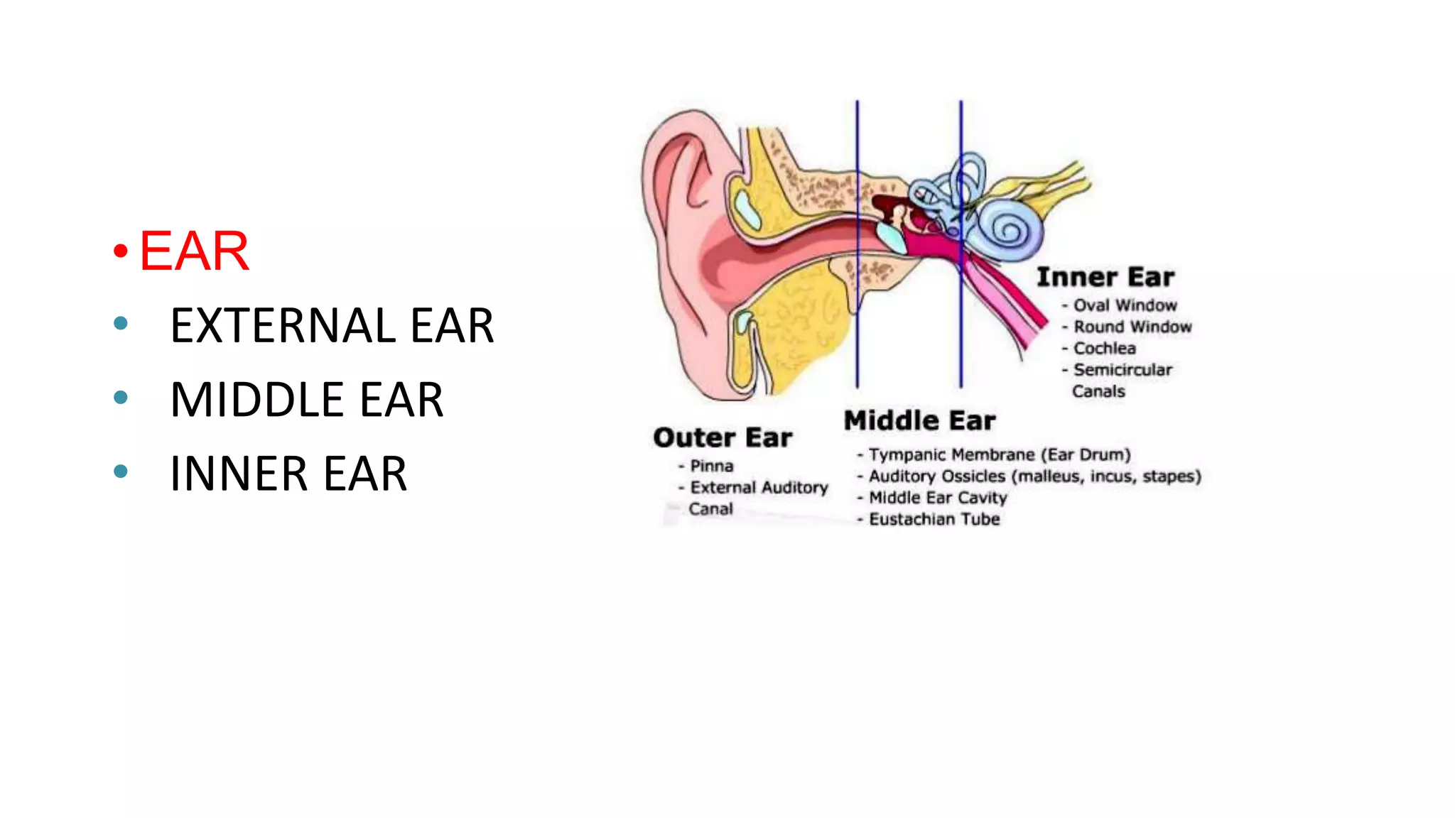 lecture ear.pptx