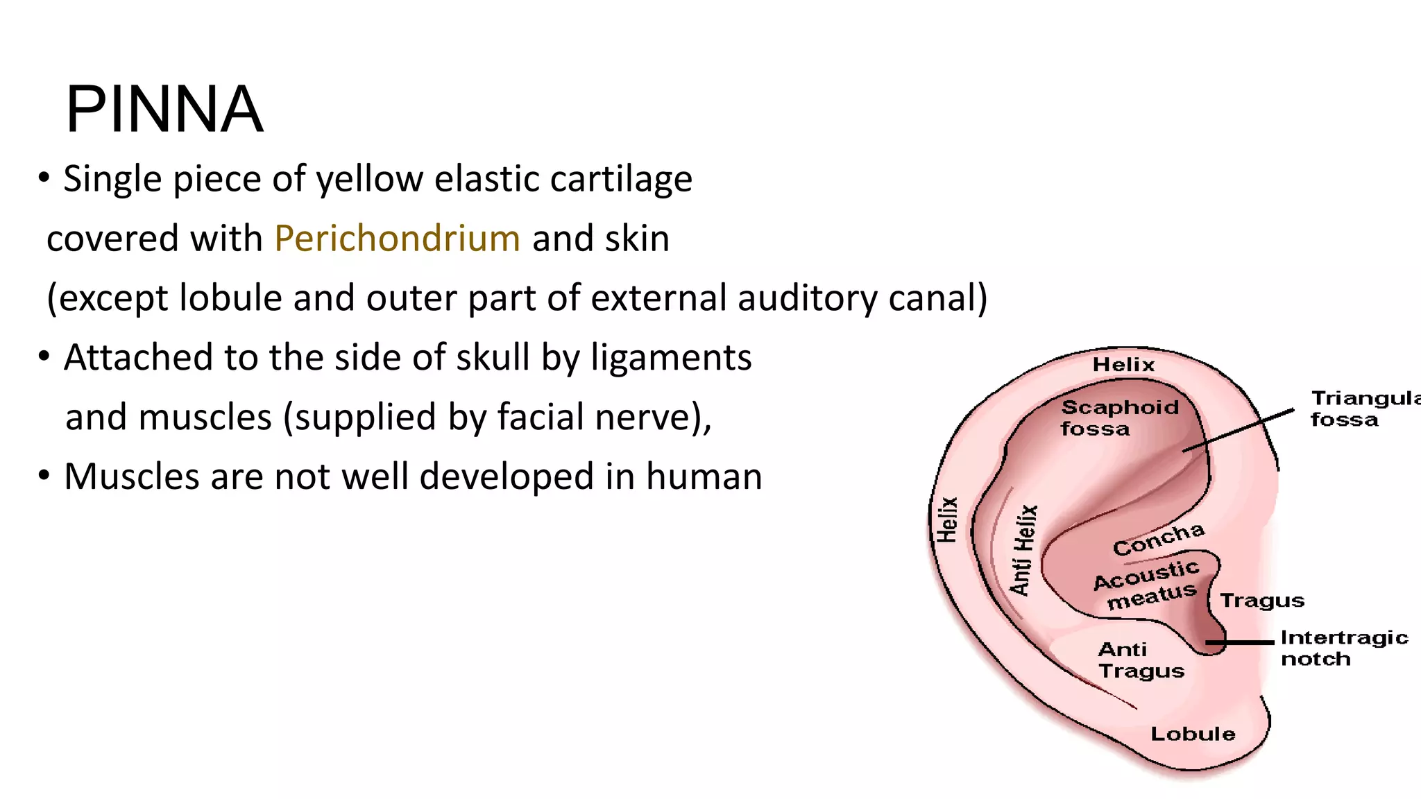 lecture ear.pptx