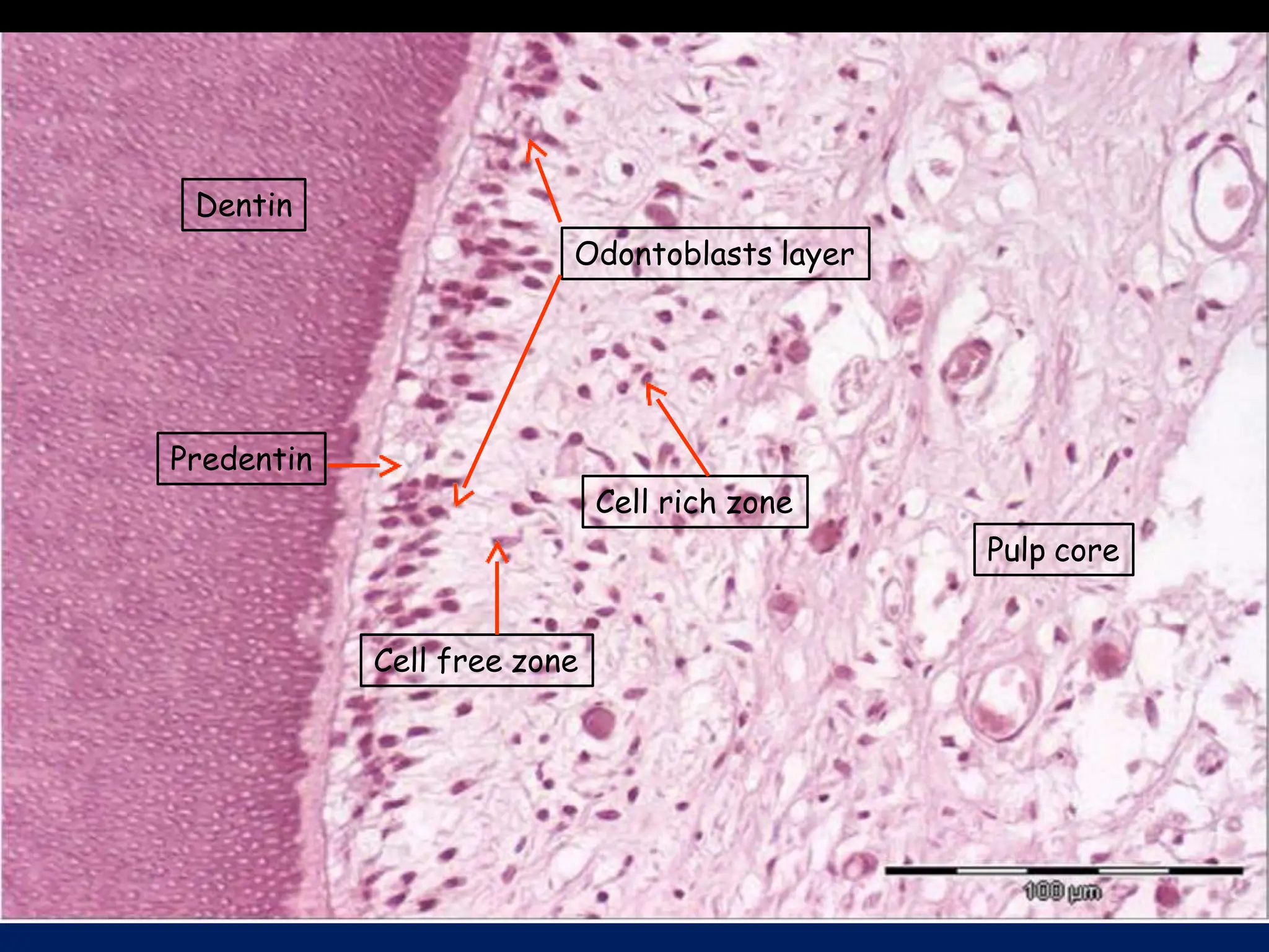 lecture four dental pulp.pptx Oral histology | PPTX