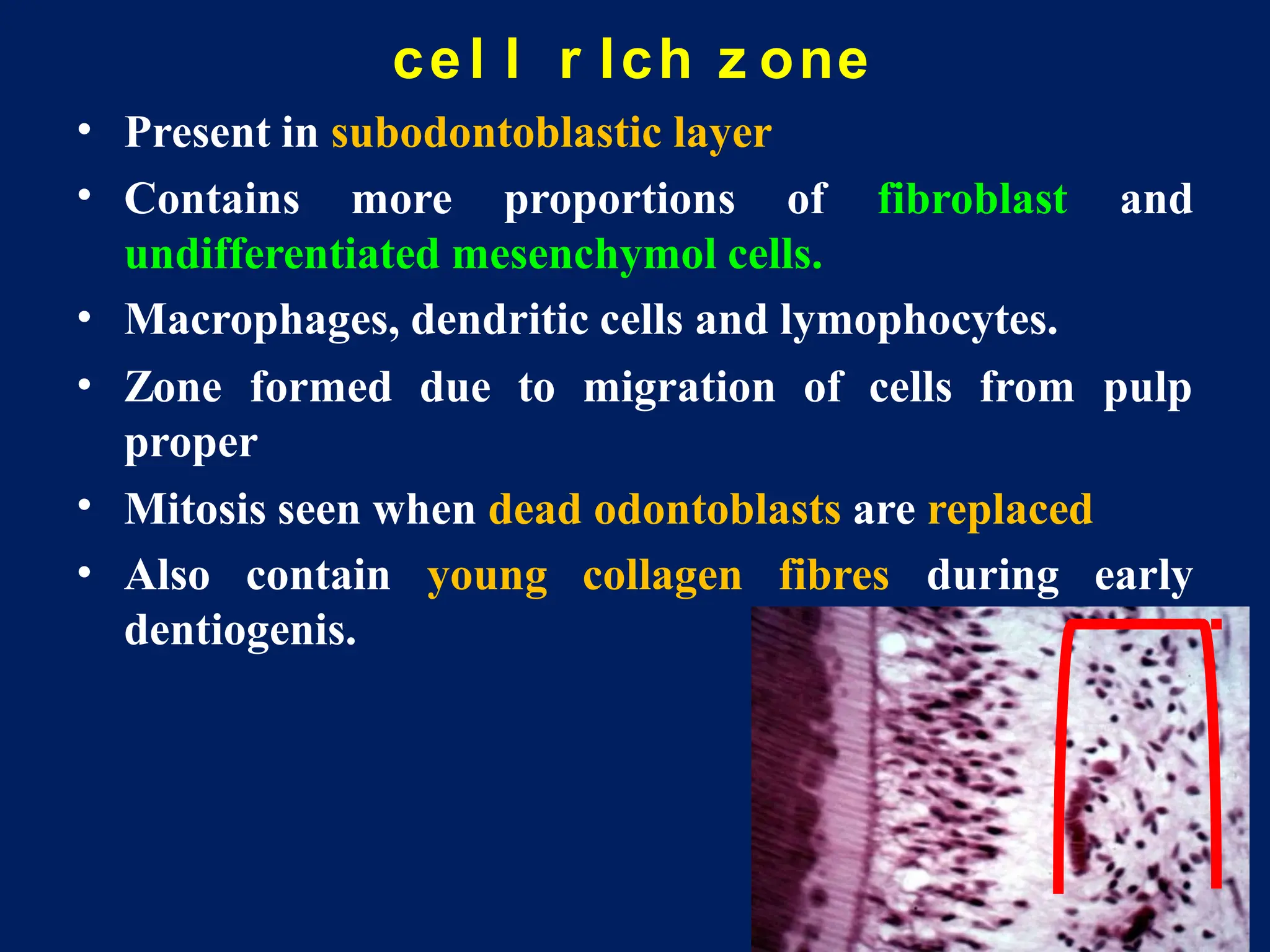 lecture four dental pulp.pptx Oral histology | PPTX