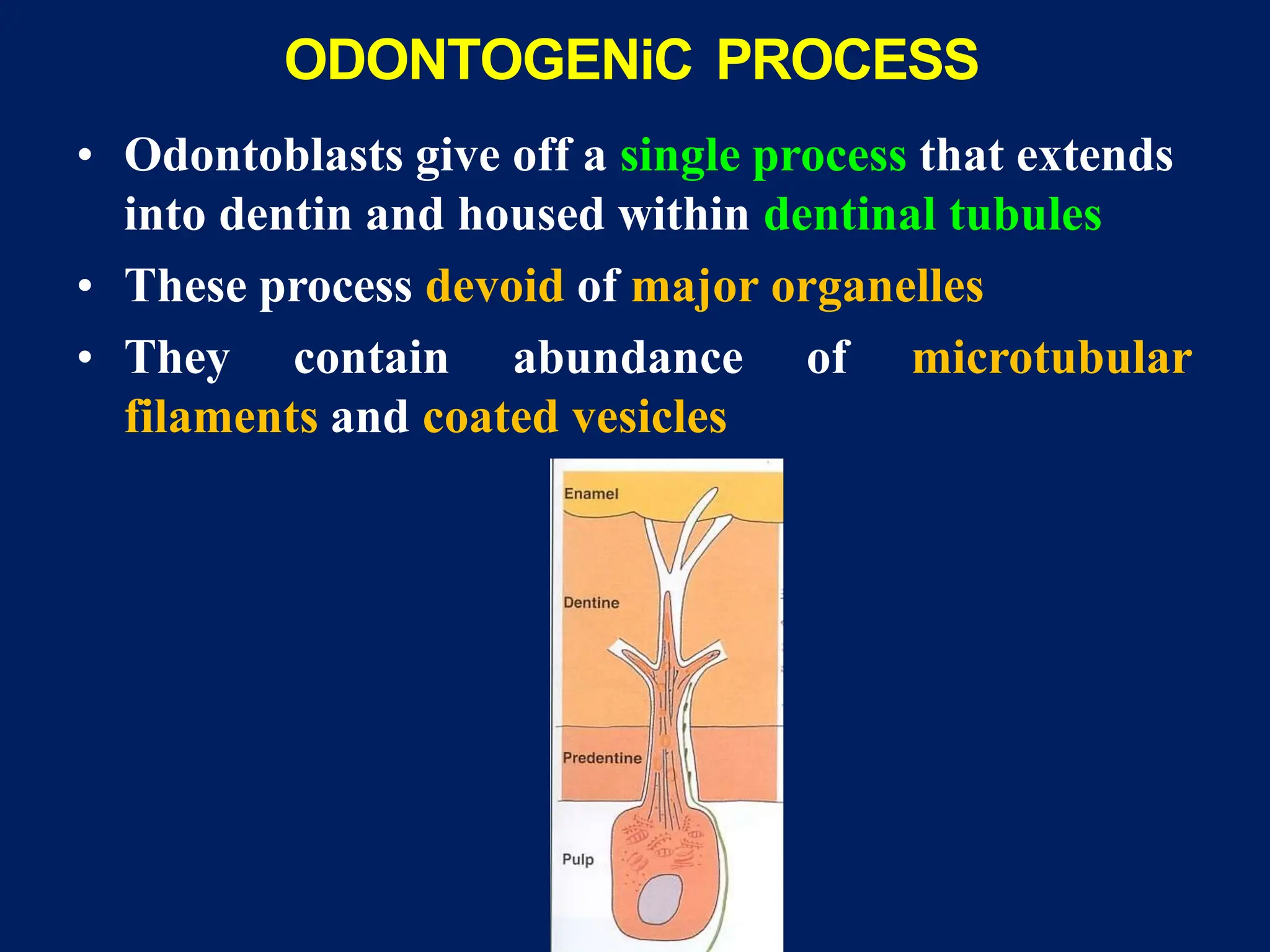 lecture four dental pulp.pptx Oral histology | PPTX