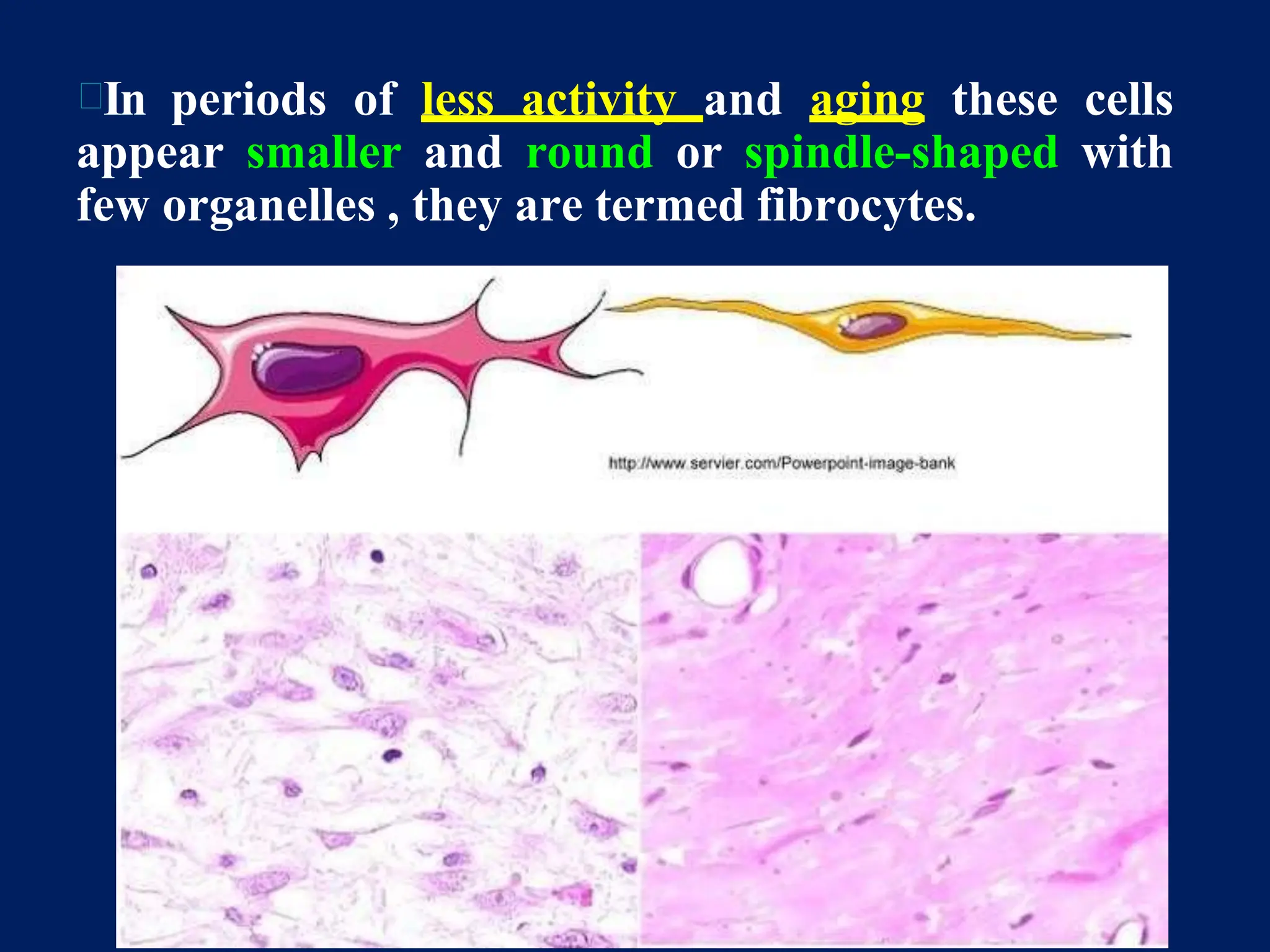 lecture four dental pulp.pptx Oral histology | PPTX