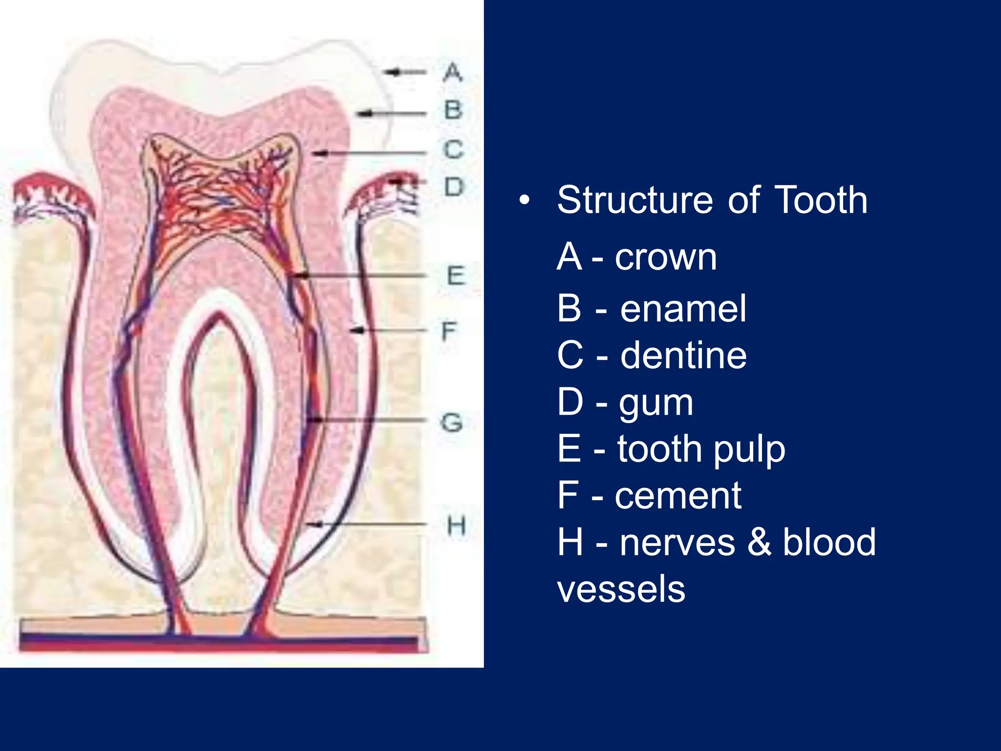 lecture four dental pulp.pptx Oral histology | PPTX | Dental Health ...