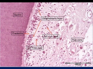 lecture four dental pulp.pptx Oral histology | PPT