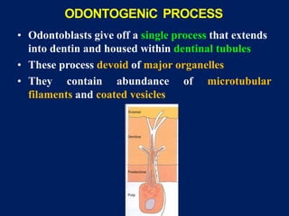 lecture four dental pulp.pptx Oral histology | PPTX