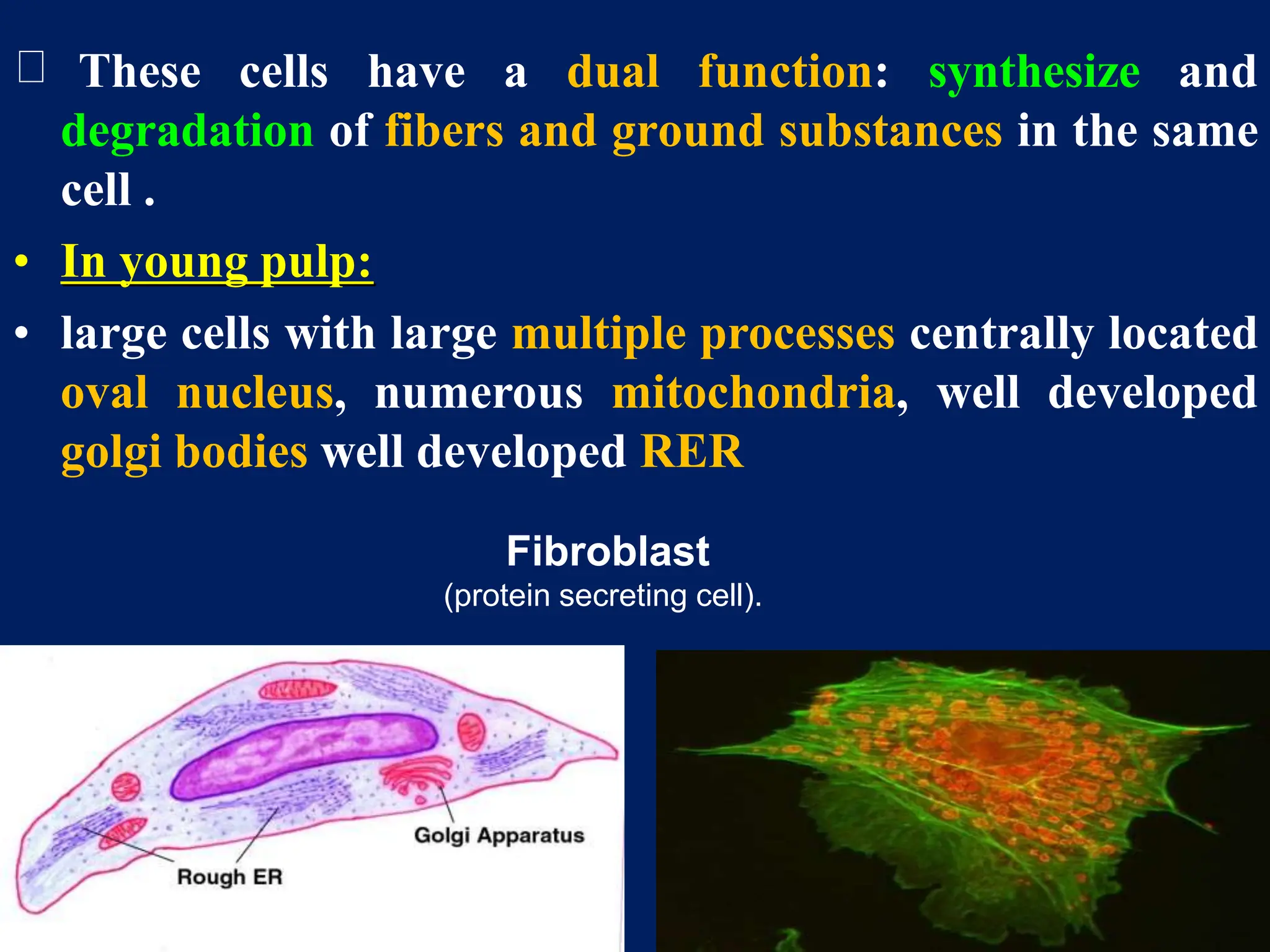 lecture four dental pulp.pptx oral histology | PPTX