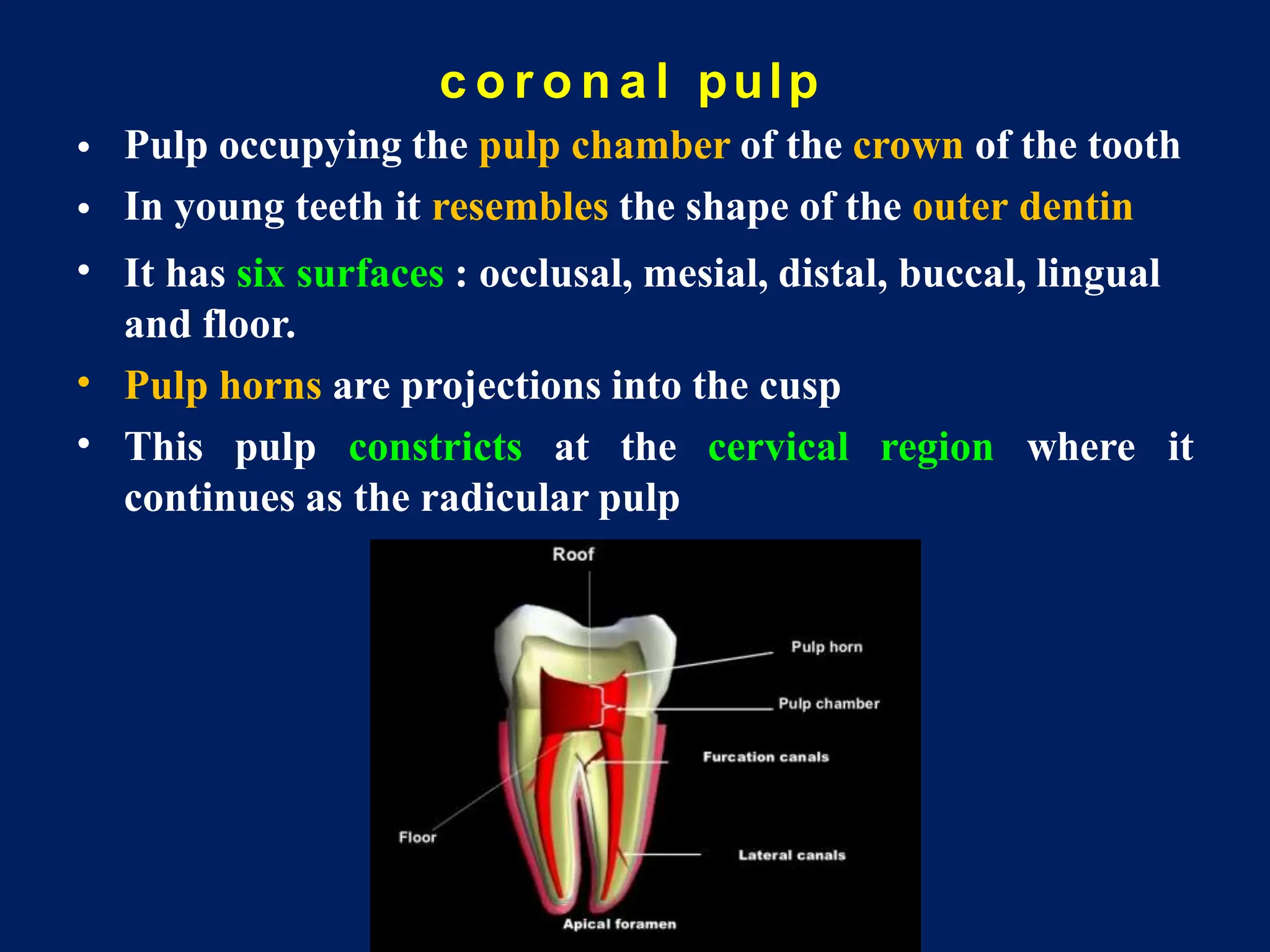 lecture four dental pulp.pptx oral histology | PPTX