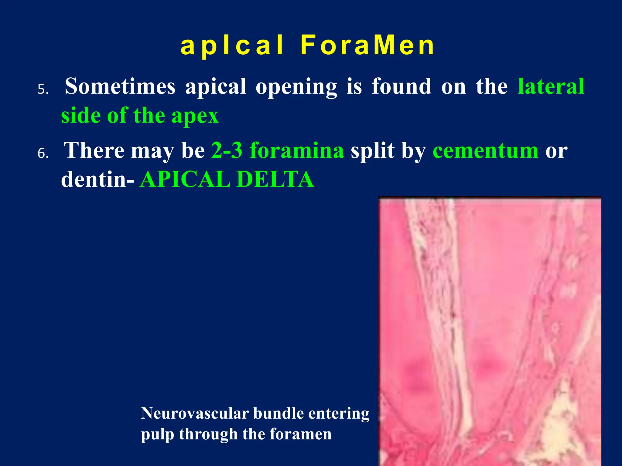 lecture four dental pulp.pptx oral histology | PPTX