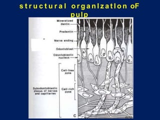 lecture four dental pulp.pptx oral histology | PPTX