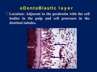lecture four dental pulp.pptx oral histology | PPTX