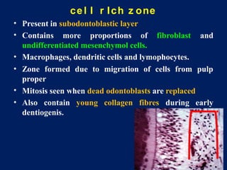 lecture four dental pulp.pptx oral histology | PPTX