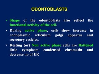 lecture four dental pulp.pptx oral histology | PPTX