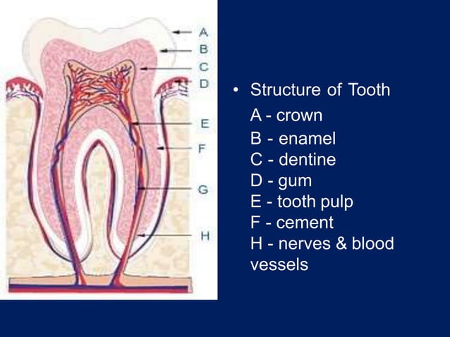 lecture four dental pulp.pptx oral histology | PPTX