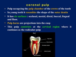 lecture four dental pulp.pptx oral histology | PPTX