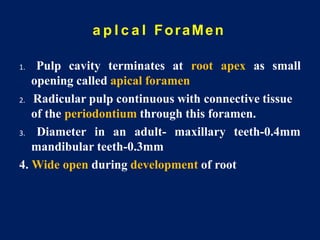 lecture four dental pulp.pptx oral histology | PPTX