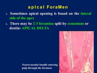 lecture four dental pulp.pptx oral histology | PPTX