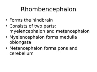 Lecture fourteen neuroanatomy, Embryology of the CNS.pdf