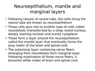 Lecture fourteen neuroanatomy, Embryology of the CNS.pdf