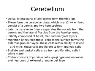 Lecture fourteen neuroanatomy, Embryology of the CNS.pdf