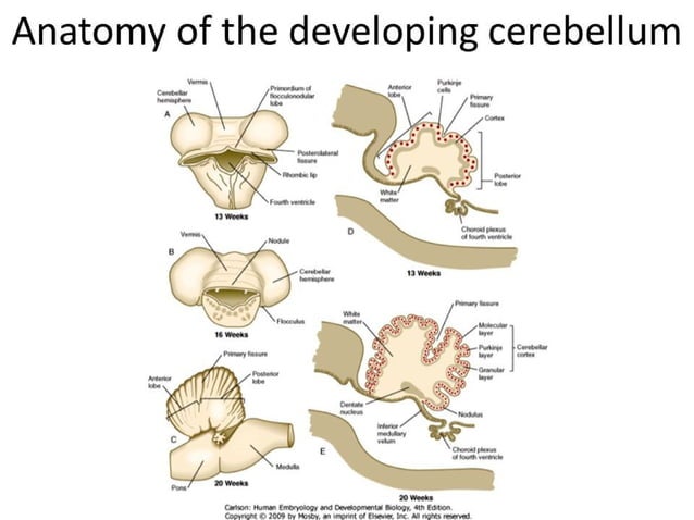 Lecture fourteen neuroanatomy, Embryology of the CNS.pdf | Brain and ...