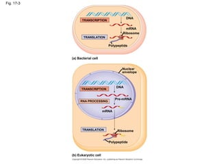 gene to protein | PPT