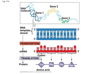 gene to protein | PPT