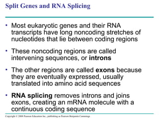 gene to protein | PPT