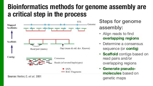 Basics of Genome Assembly