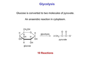 Lecture Glycolsis plant physiology .pptx