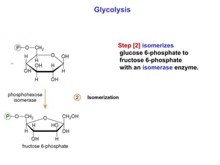 Lecture Glycolsis plant physiology .pptx