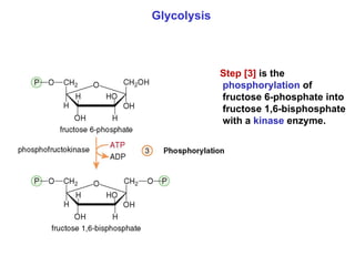 Lecture Glycolsis plant physiology .pptx