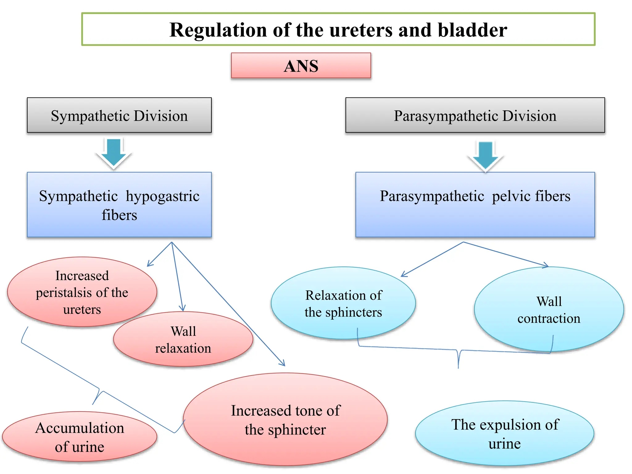 Lecture_GM_Regulation_of_urine_formation_and_urine_excretion_1.ppt