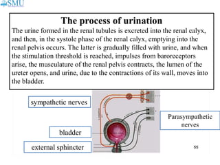 Lecture_GM_Regulation_of_urine_formation_and_urine_excretion_1.ppt