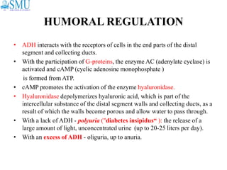 Lecture_GM_Regulation_of_urine_formation_and_urine_excretion_1.ppt