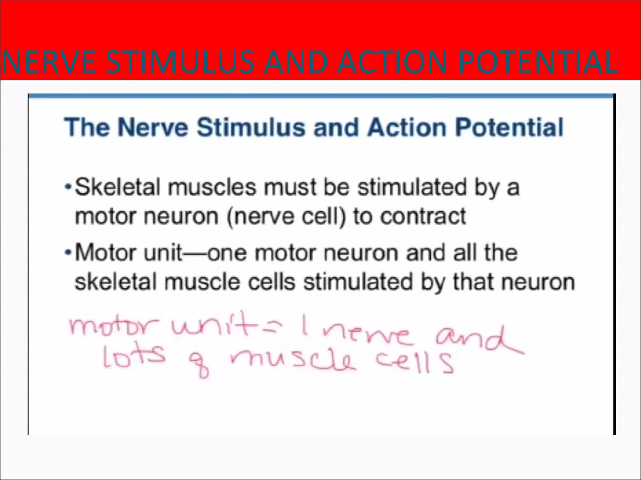 Nerve Muscle Physiology | PPT