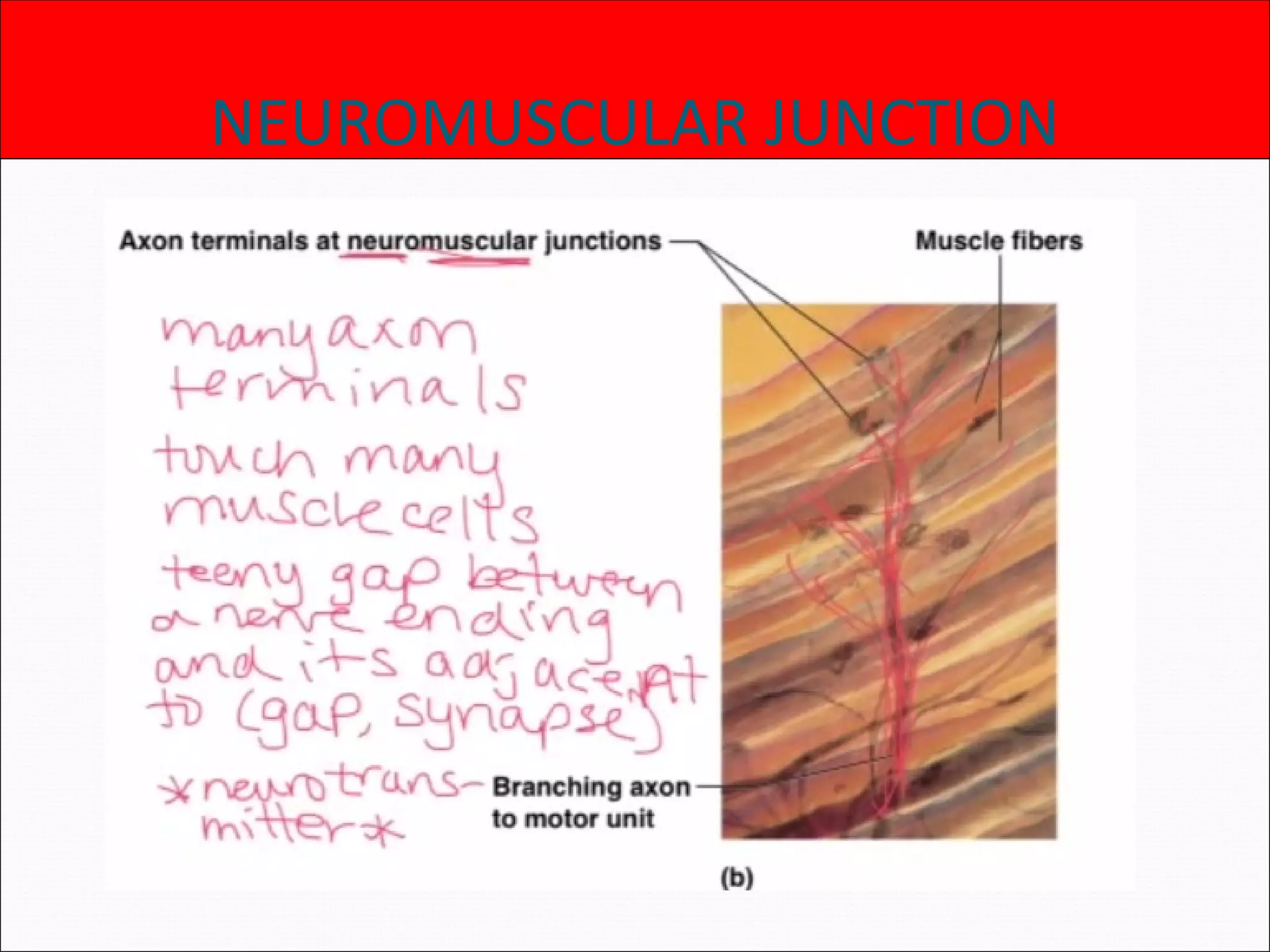 Nerve Muscle Physiology | PPT