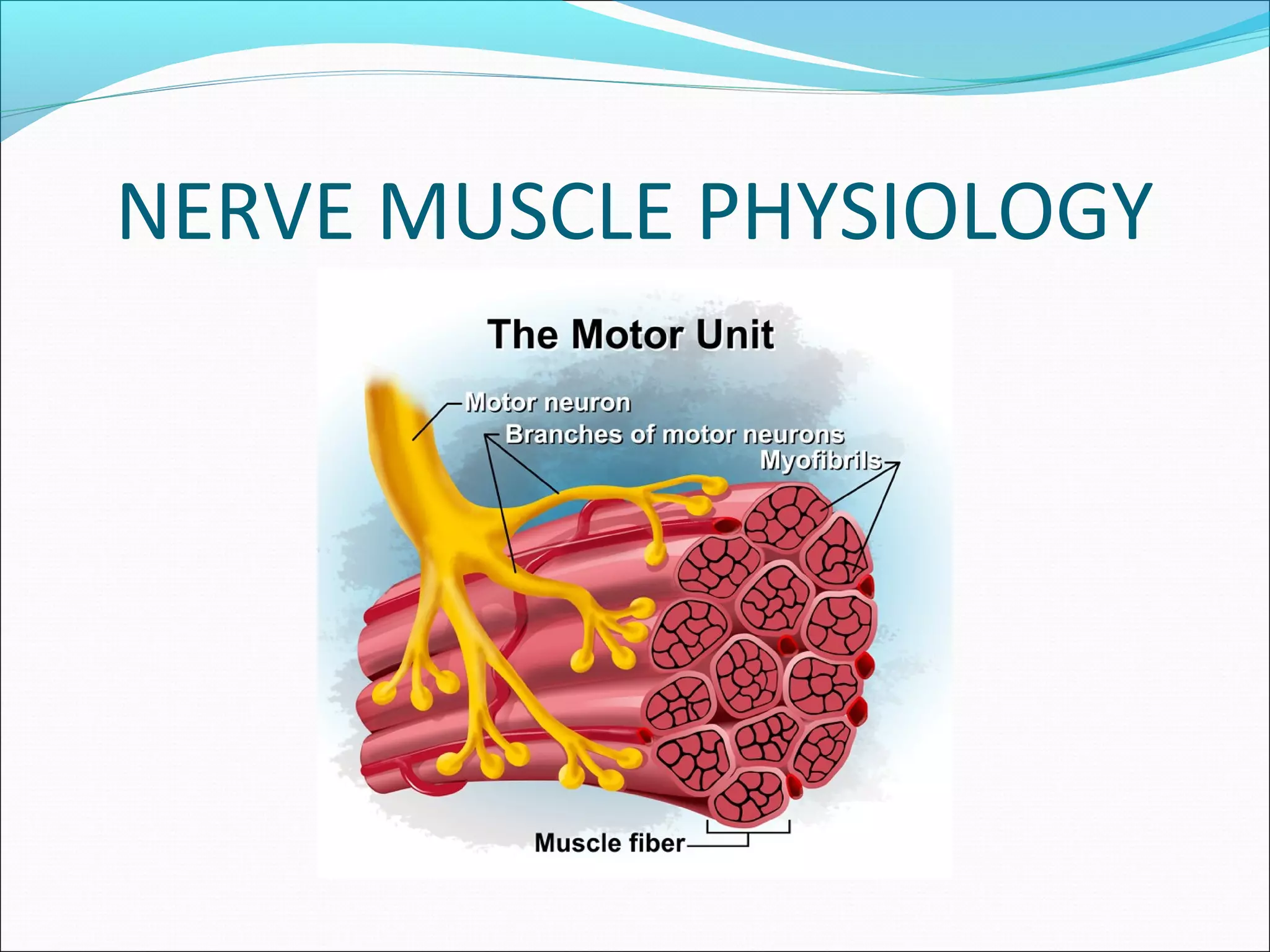 Nerve Muscle Physiology | PPT