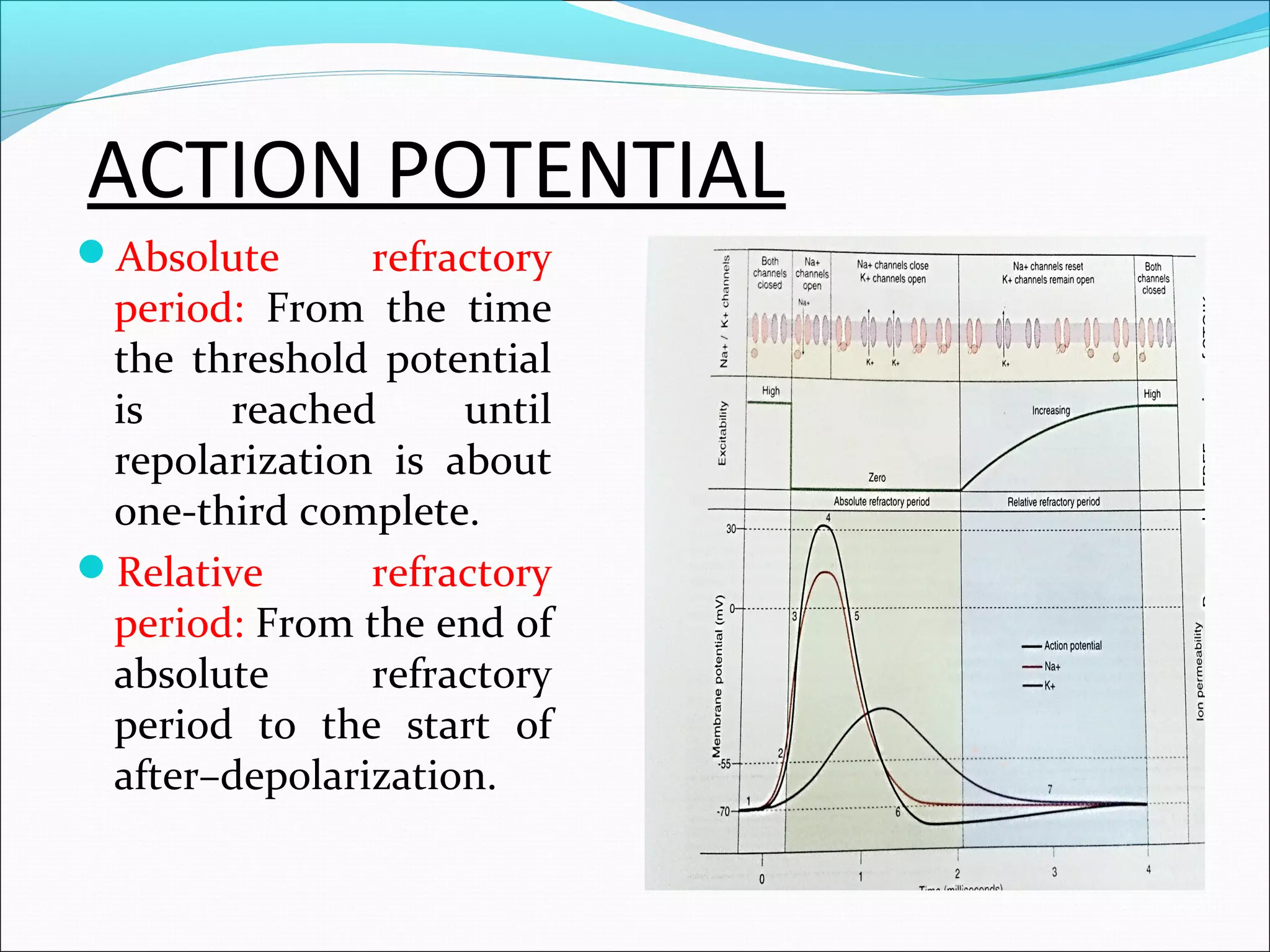 Nerve Muscle Physiology | PPT