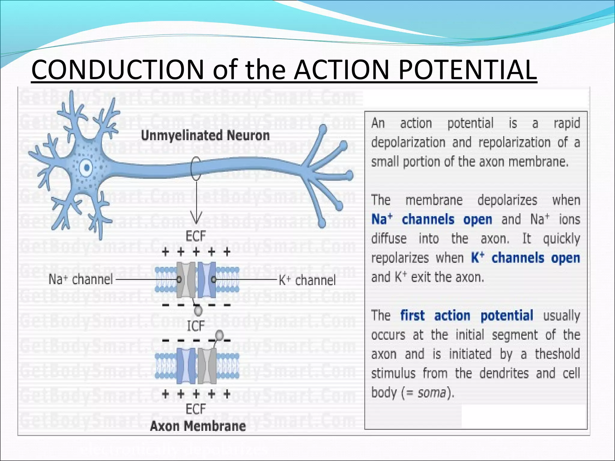 Nerve Muscle Physiology | PPT