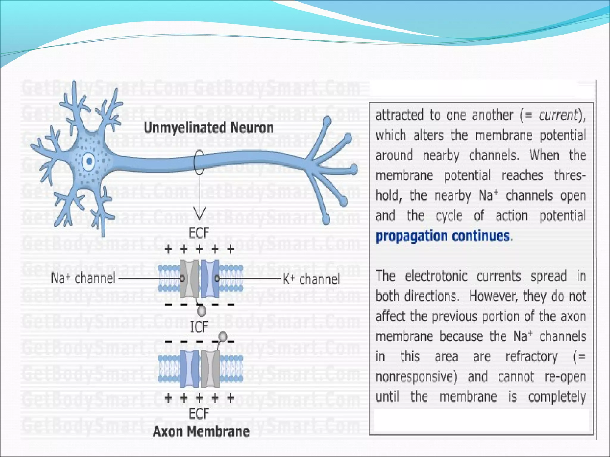 Nerve Muscle Physiology | PPT
