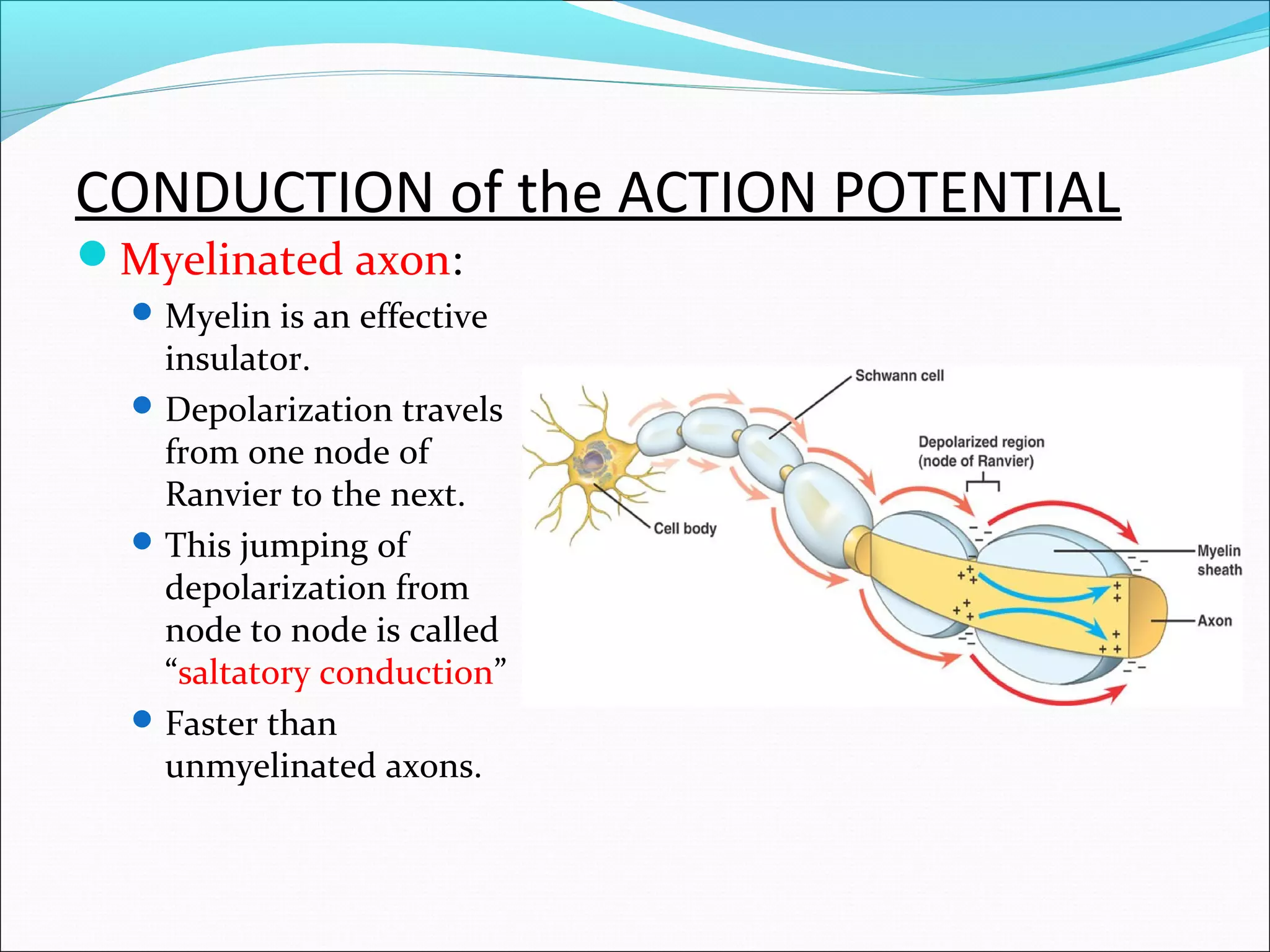 Nerve Muscle Physiology | PPT