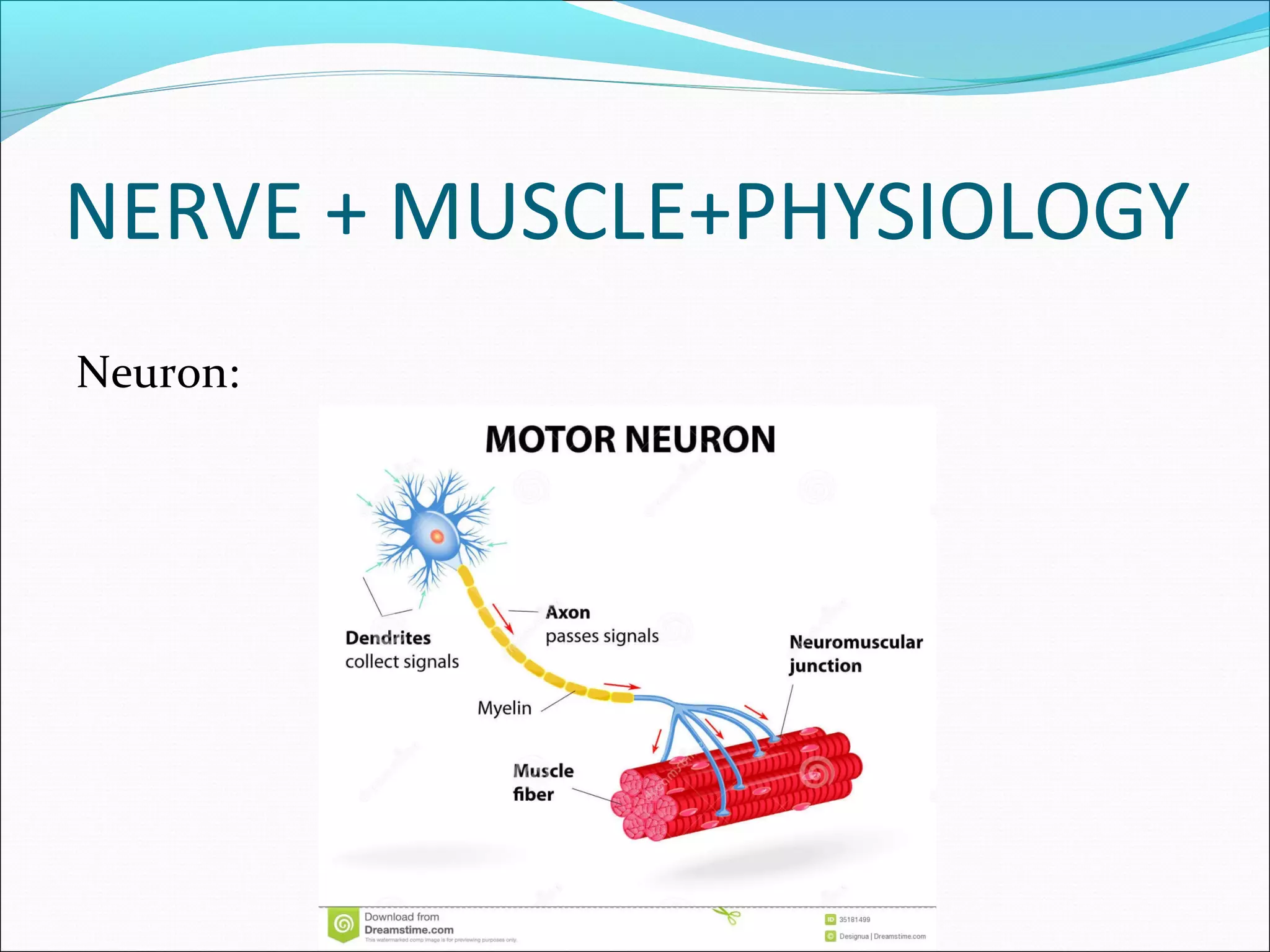 Nerve Muscle Physiology | PPT