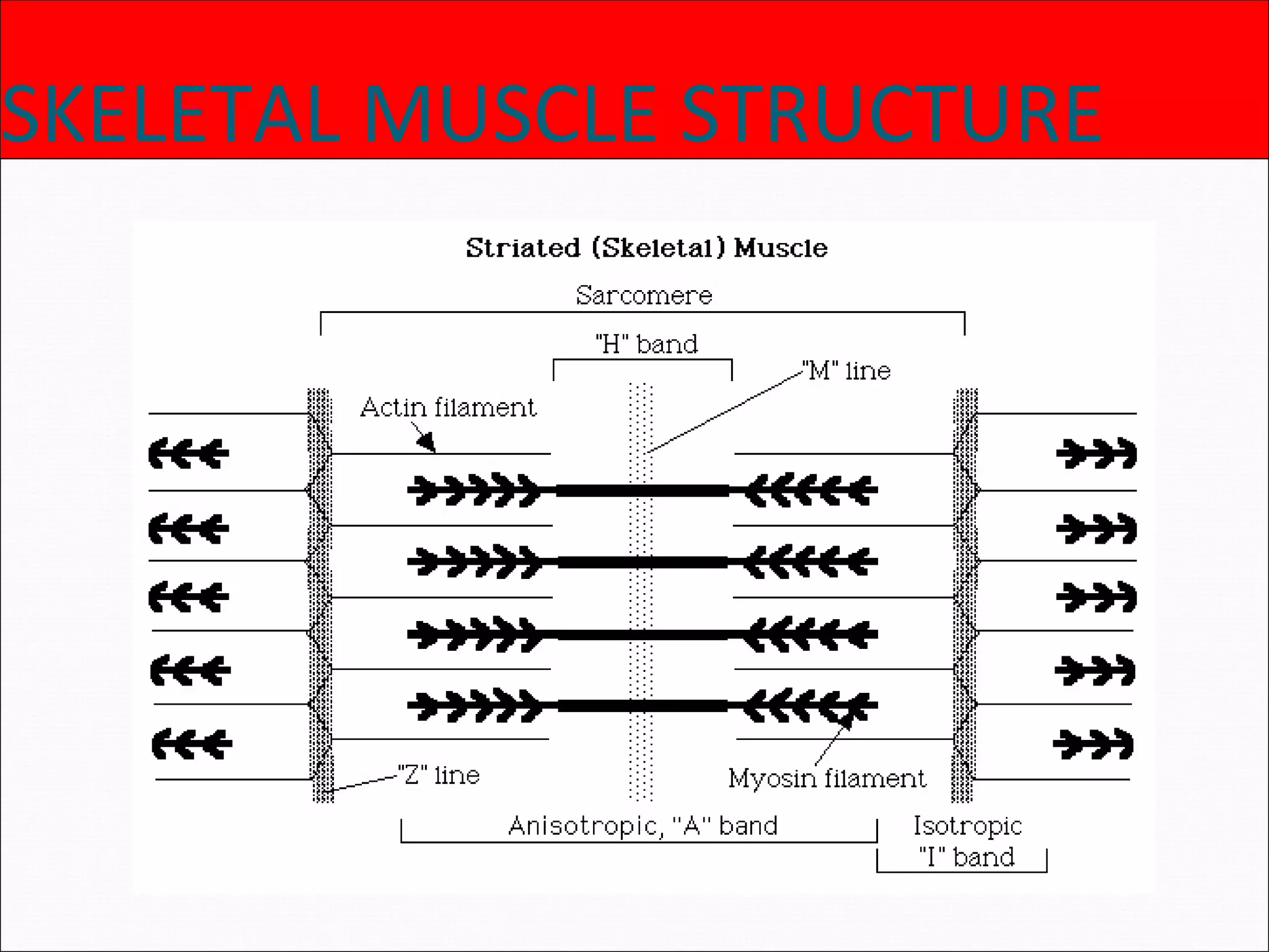 Nerve Muscle Physiology | PPT