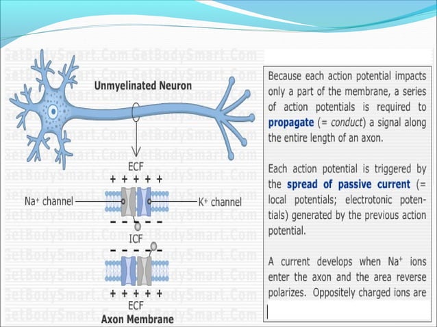 Nerve Muscle Physiology | PPT | Physical Therapy | Wellness